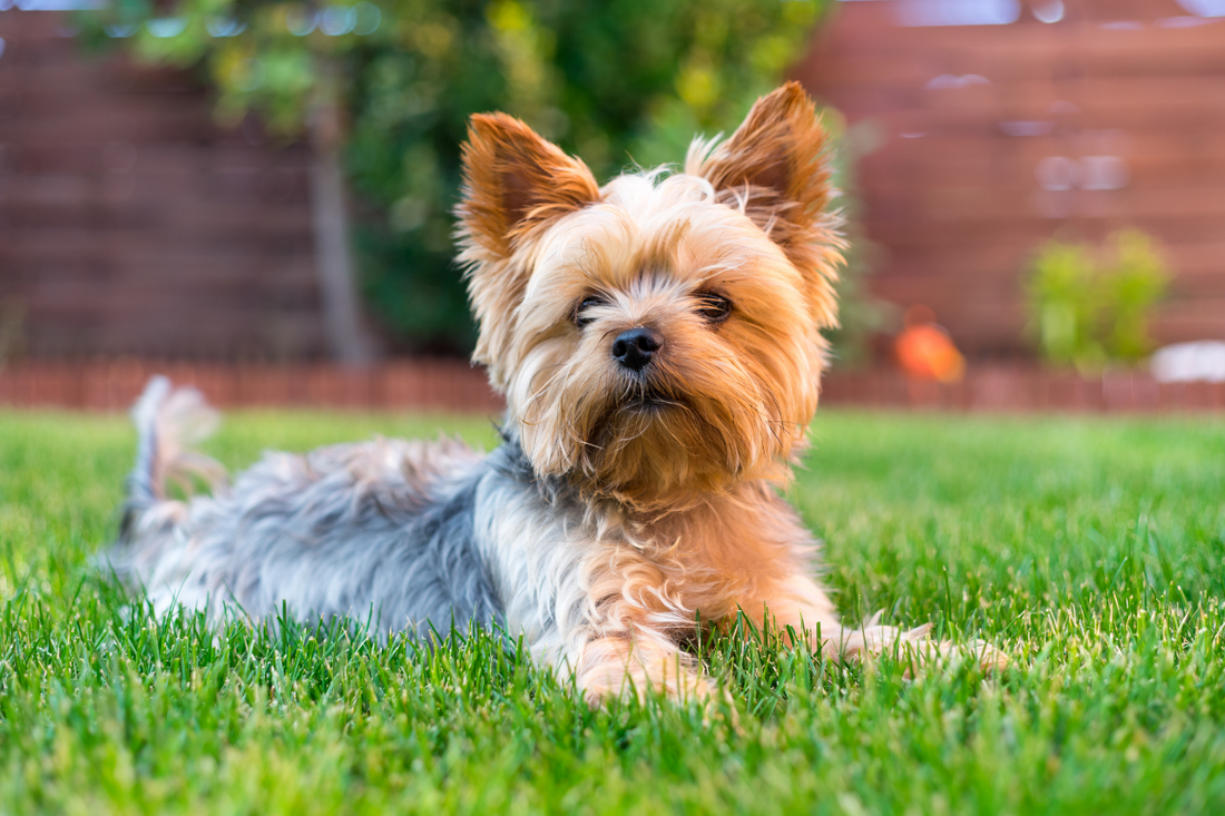 15 Best Small Dog Breeds that Don't Shed