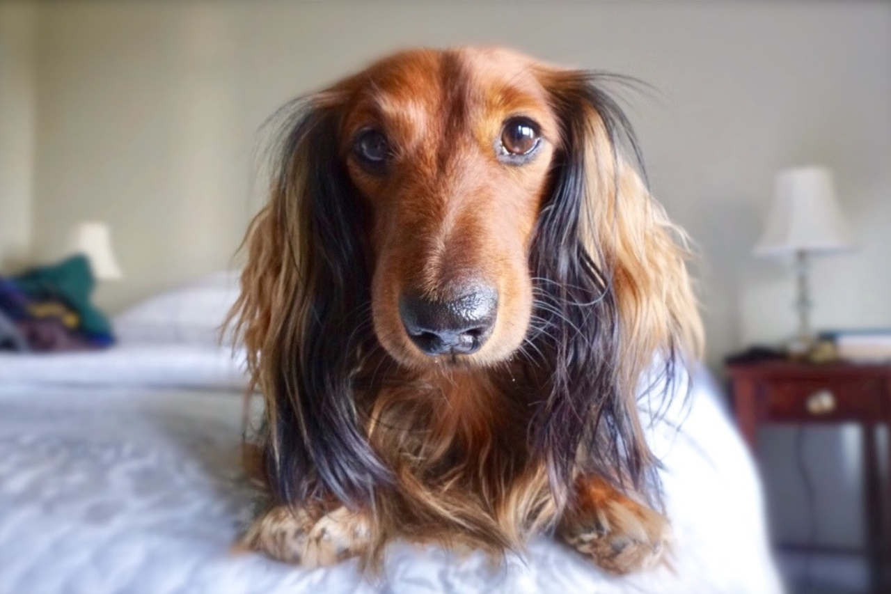 Allergic Reactions in Dogs: Causes, Symptoms, When to Worry, and Treat ...