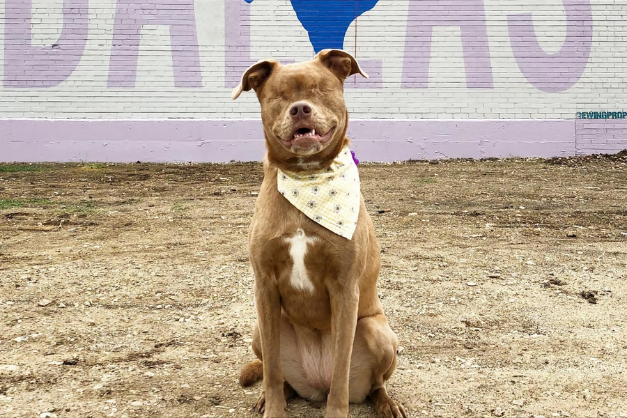 Interview: Puddin the Blind Dog, Instagram's Most High-Spirited and Co