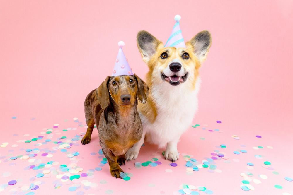 Interview: Behind the Scenes with The Dapple Founder Heather and Her A ...