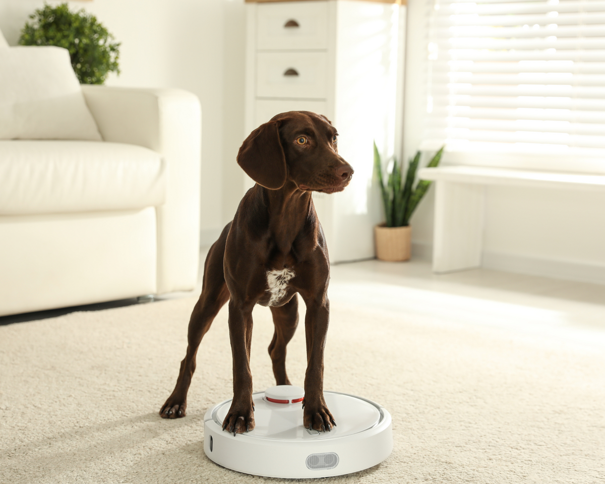 7 Best Robot Vacuum Cleaners for Pet Hair, Hardwood Floors, and Carpet ...