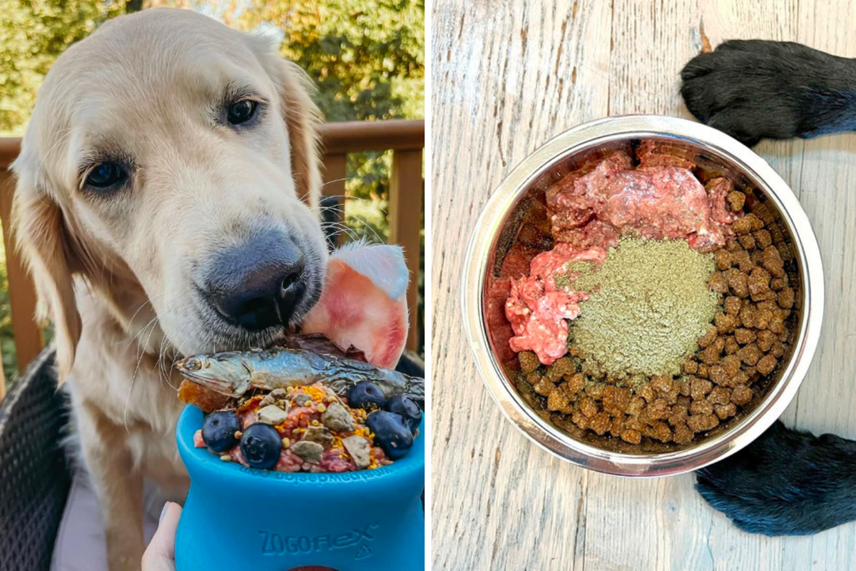 Gussy’s Gut: Promoting Dog Gut Health with Fermented Foods and the Sup