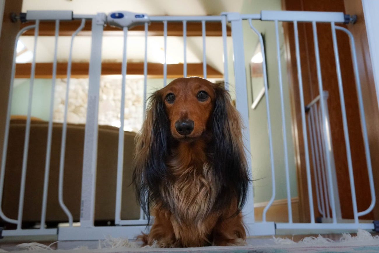 DJANGO - Minimize the risk of IVDD with Pet Gates, Dog Ramps, & Pet Stairs