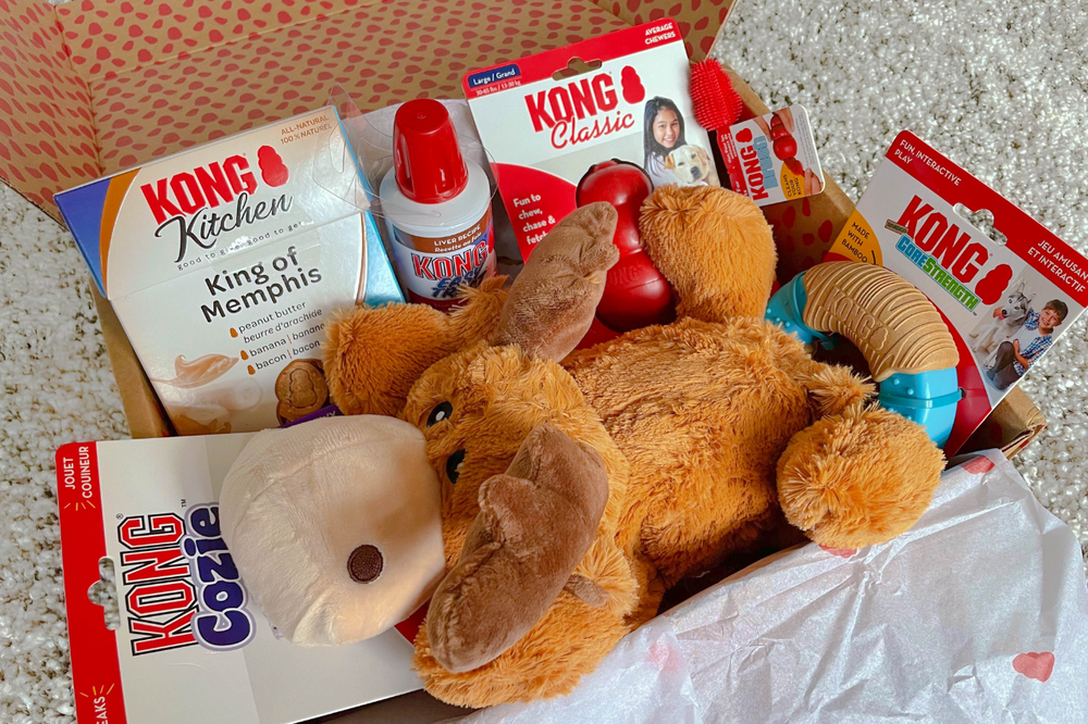 Kong Club Monthly Dog Subscription Box & 1:1 Pet Care App Review - DJANGO