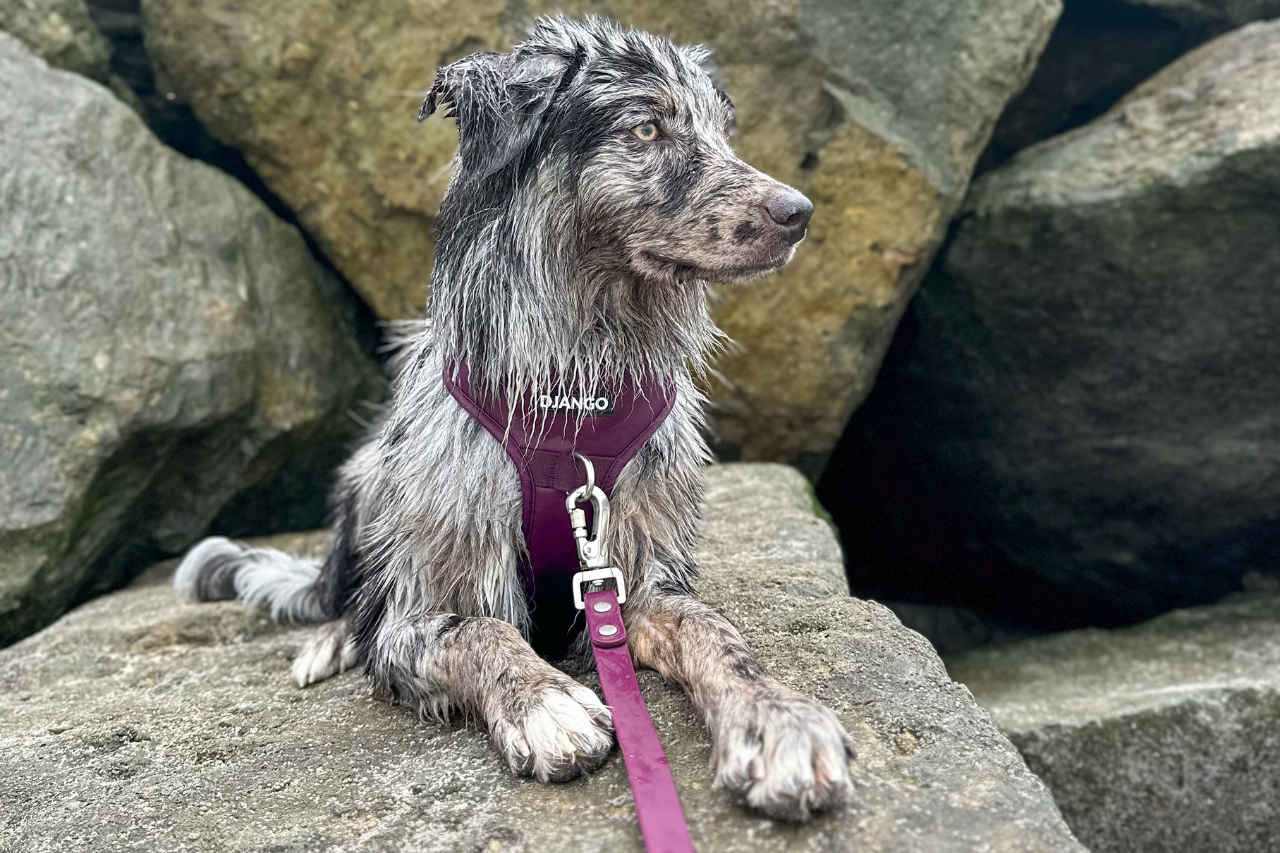 Dog-Friendly Beaches in New Jersey (2026 Guide) | DJANGO®
