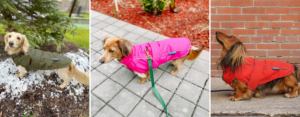DJANGO City Slicker All-Weather Dog Jacket - djangobrand.com