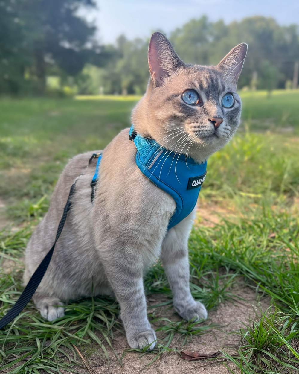 DJANGO Adventure Cat Harness in Pacific Blue - djangobrand.com