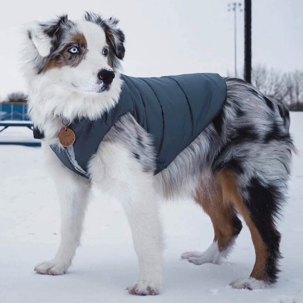 DJANGO: High quality, modern and stylish travel and adventure dog gear