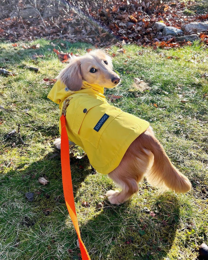 DJANGO Highland Cold Weather Dog Jacket and Raincoat - Dandelion Yellow
