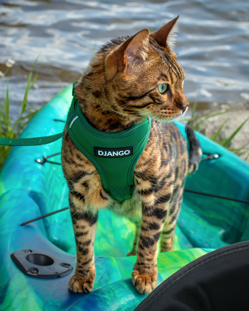 DJANGO Adventure Cat Harness in Forest Green - djangobrand.com