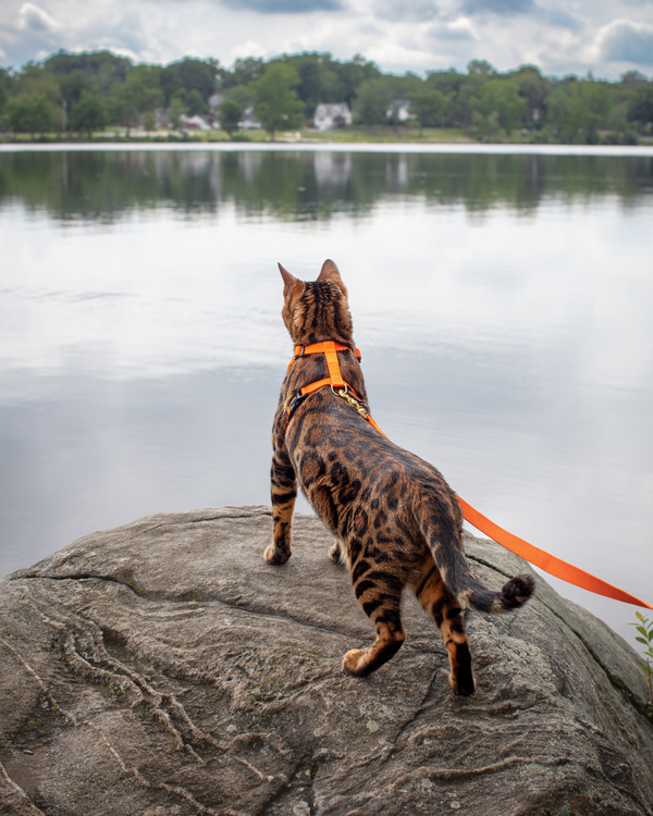 DJANGO Adventure Cat Harness in Sunset Orange - djangobrand.com