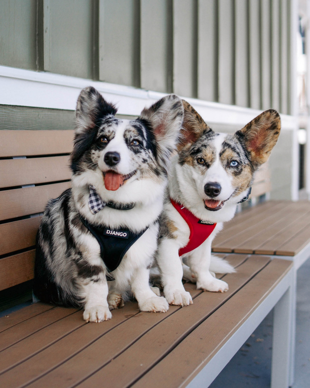DJANGO Dog Harnesses - djangobrand.com