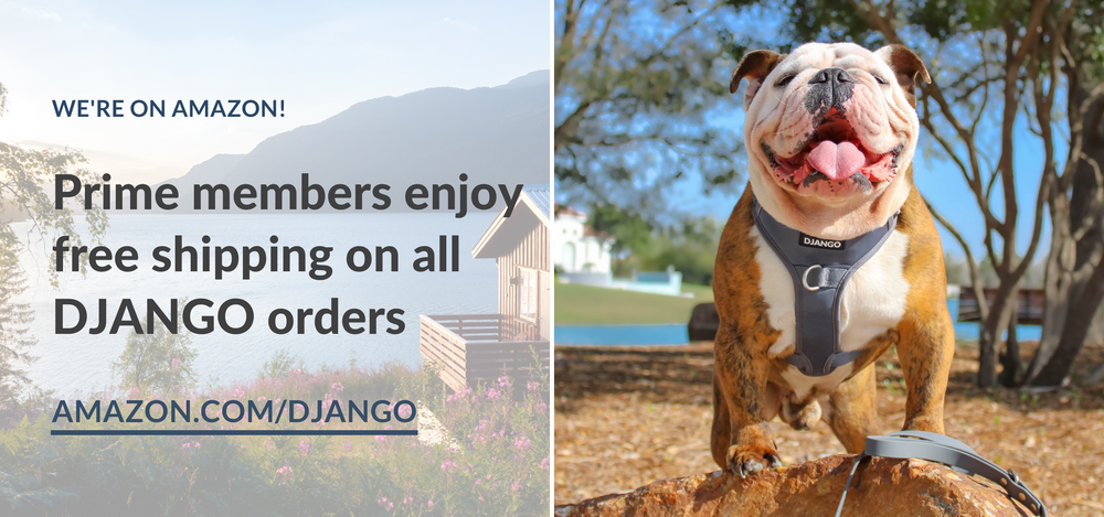 DJANGO: High quality, modern and stylish travel and adventure dog gear