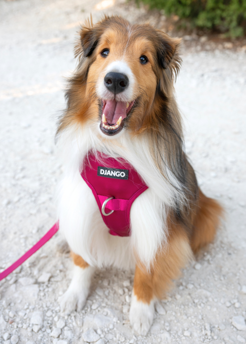 DJANGO: Modern, durable, and stylish dog accessories and apparel