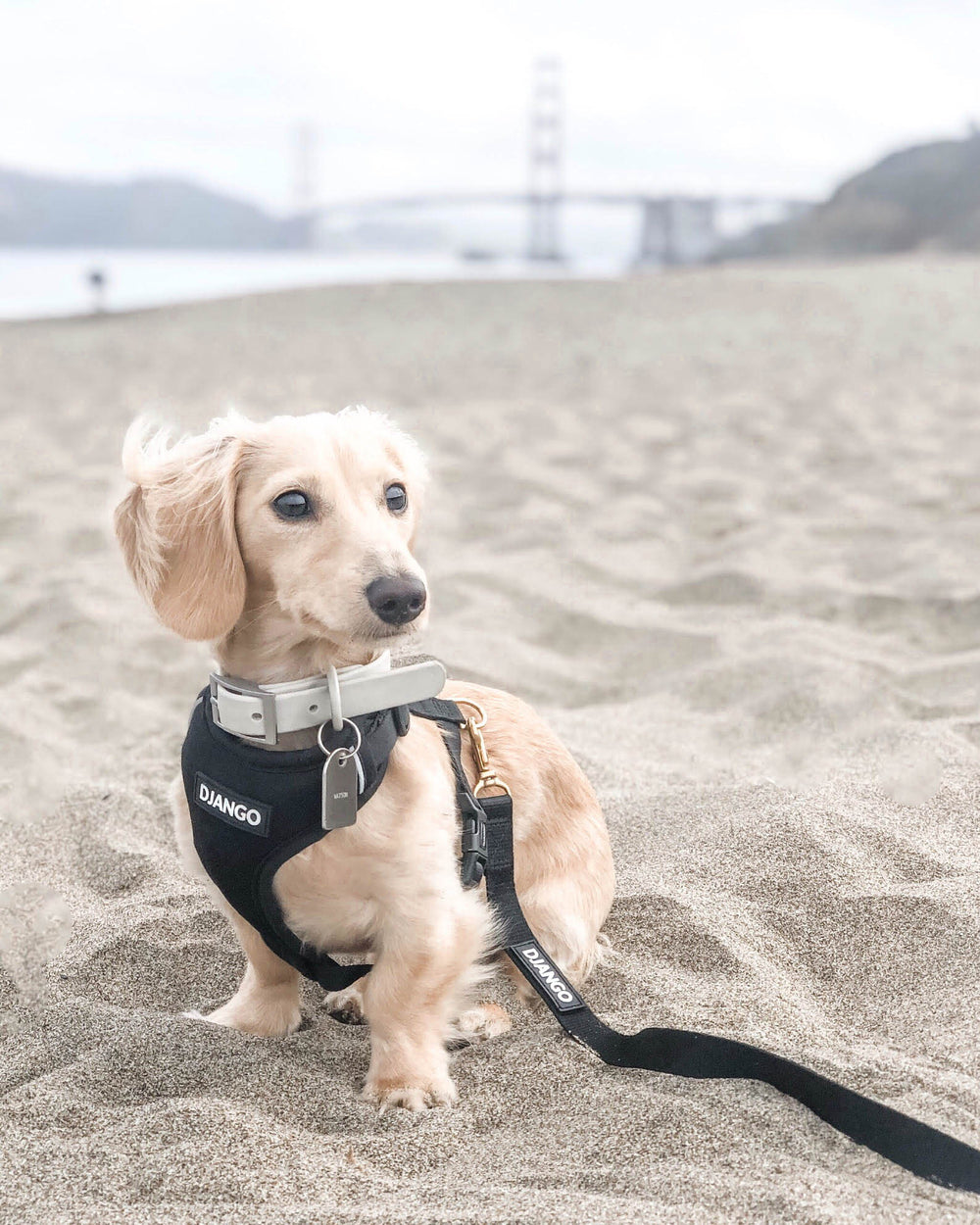 DJANGO Adventure Dog Leash in Black - djangobrand.com