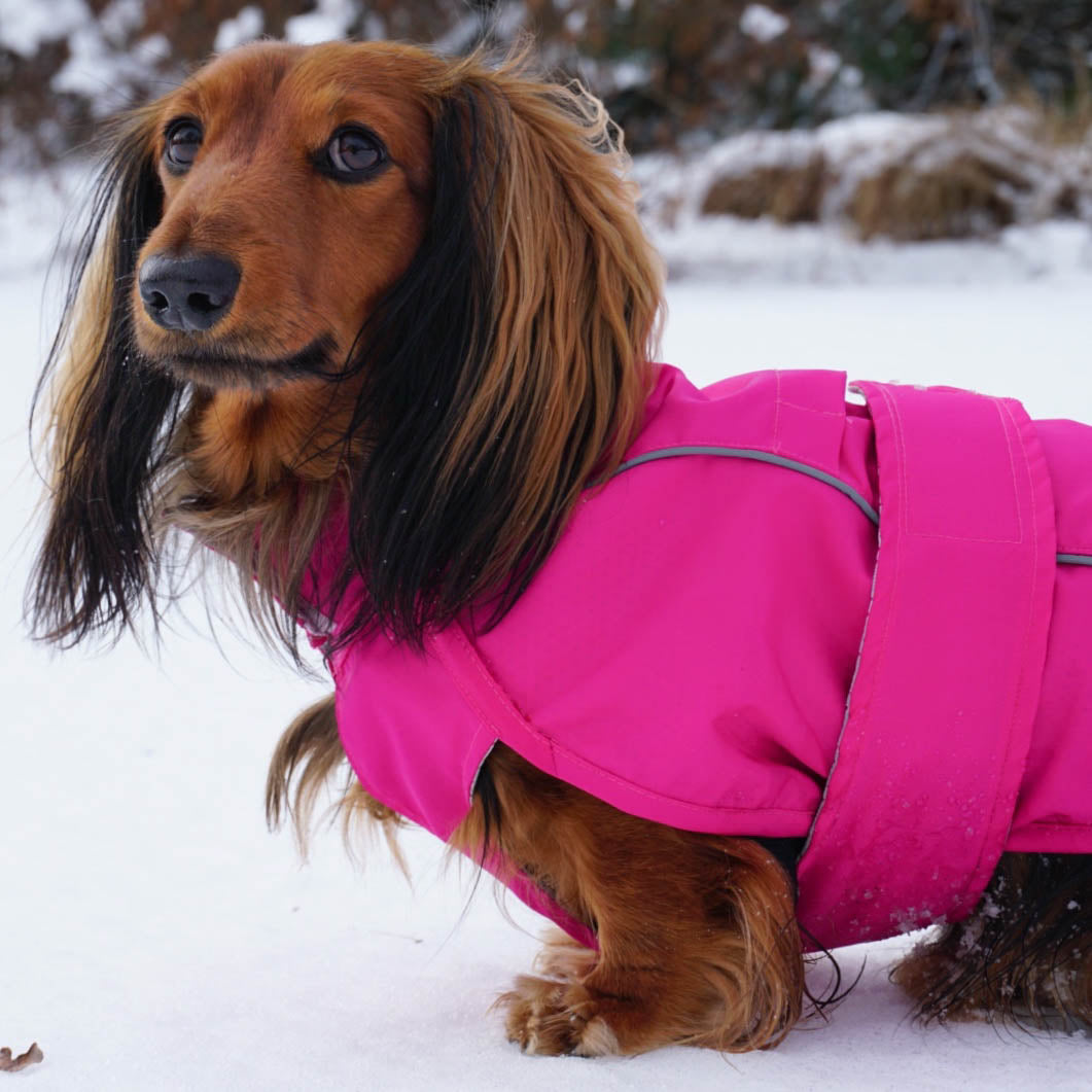 DJANGO City Slicker All-Weather Dog Jacket - djangobrand.com
