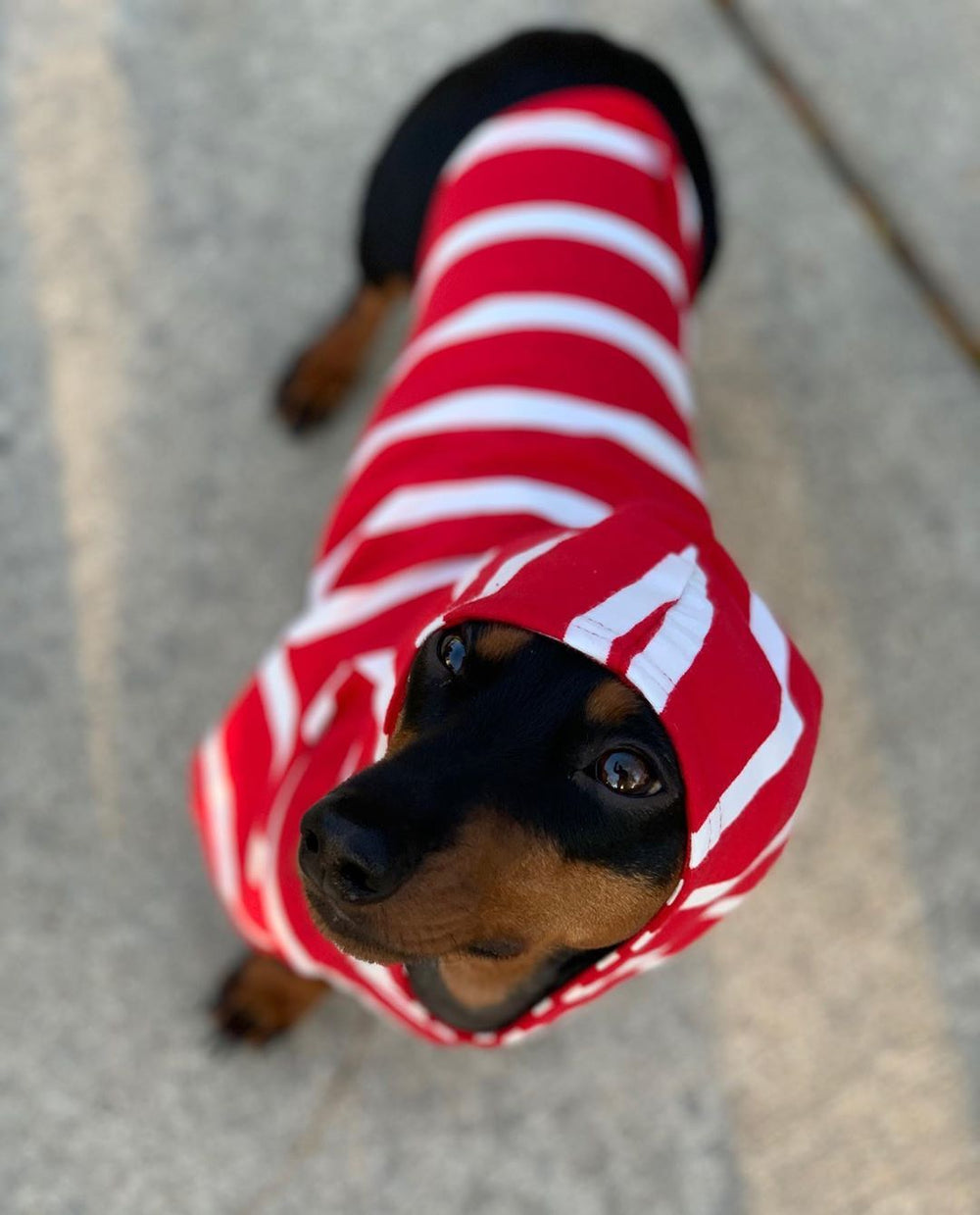 DJANGO Dog Hoodie - Red